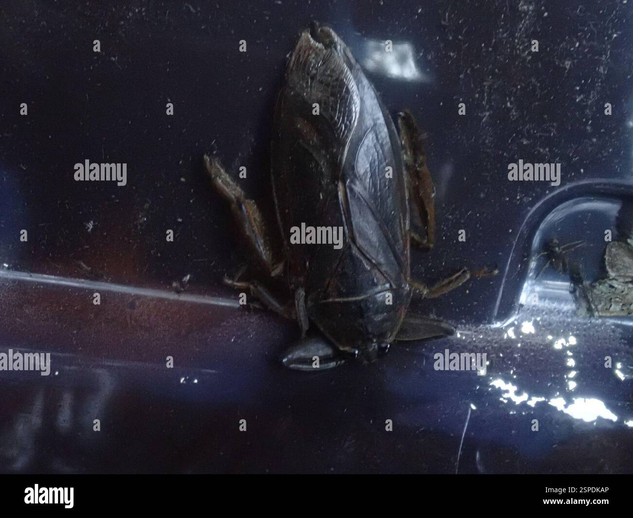 American Giant Water Bug (Lethocerus americanus), Insecta, Worcester ...