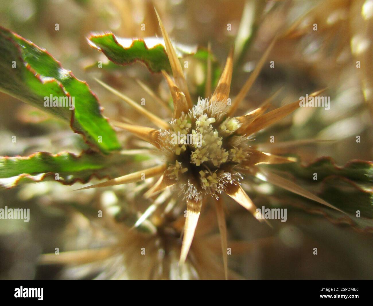 Common Karmedik (Dicoma capensis), Plantae, Hardap Region, Namibia ...