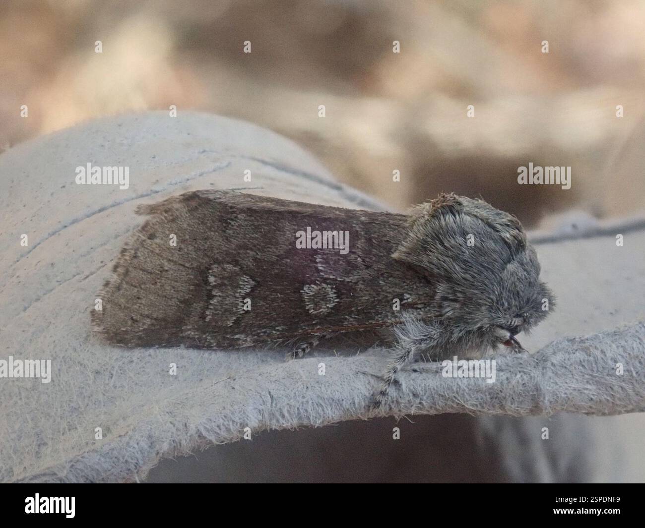 Roland's Sallow (Psaphida rolandi), Insecta, Royalston, MA, USA Stock ...