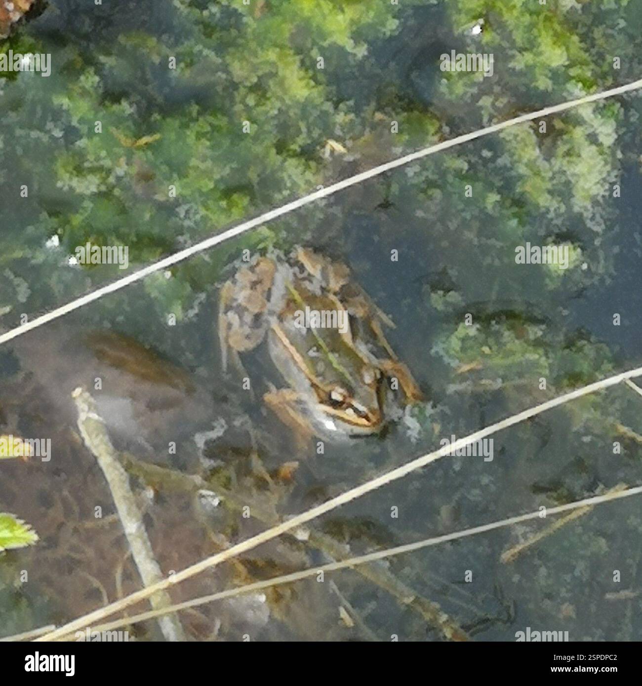 Water Frogs (Pelophylax), Amphibia, 9313 Muolen, Schweiz Stock Photo ...