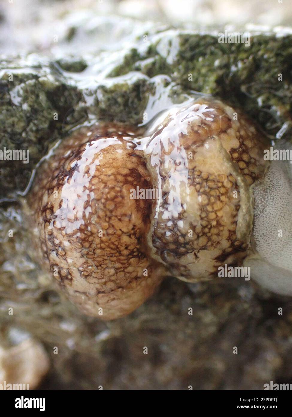 barnacle-eating dorid (Onchidoris bilamellata), Mollusca, Bowen Island ...