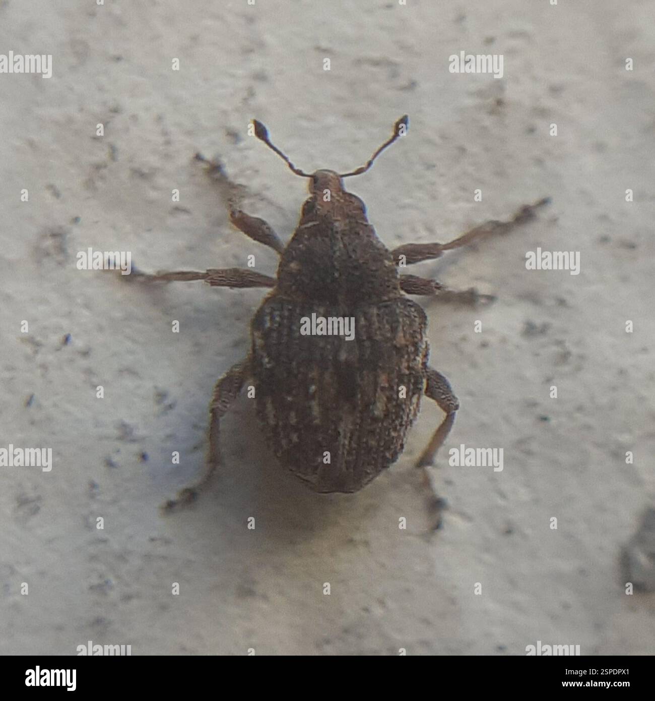 Rhinoncus bruchoides hi-res stock photography and images - Alamy