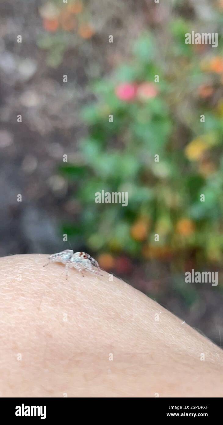 Garden Jumping Spiders (Opisthoncus), Arachnida, Melbourne VIC ...
