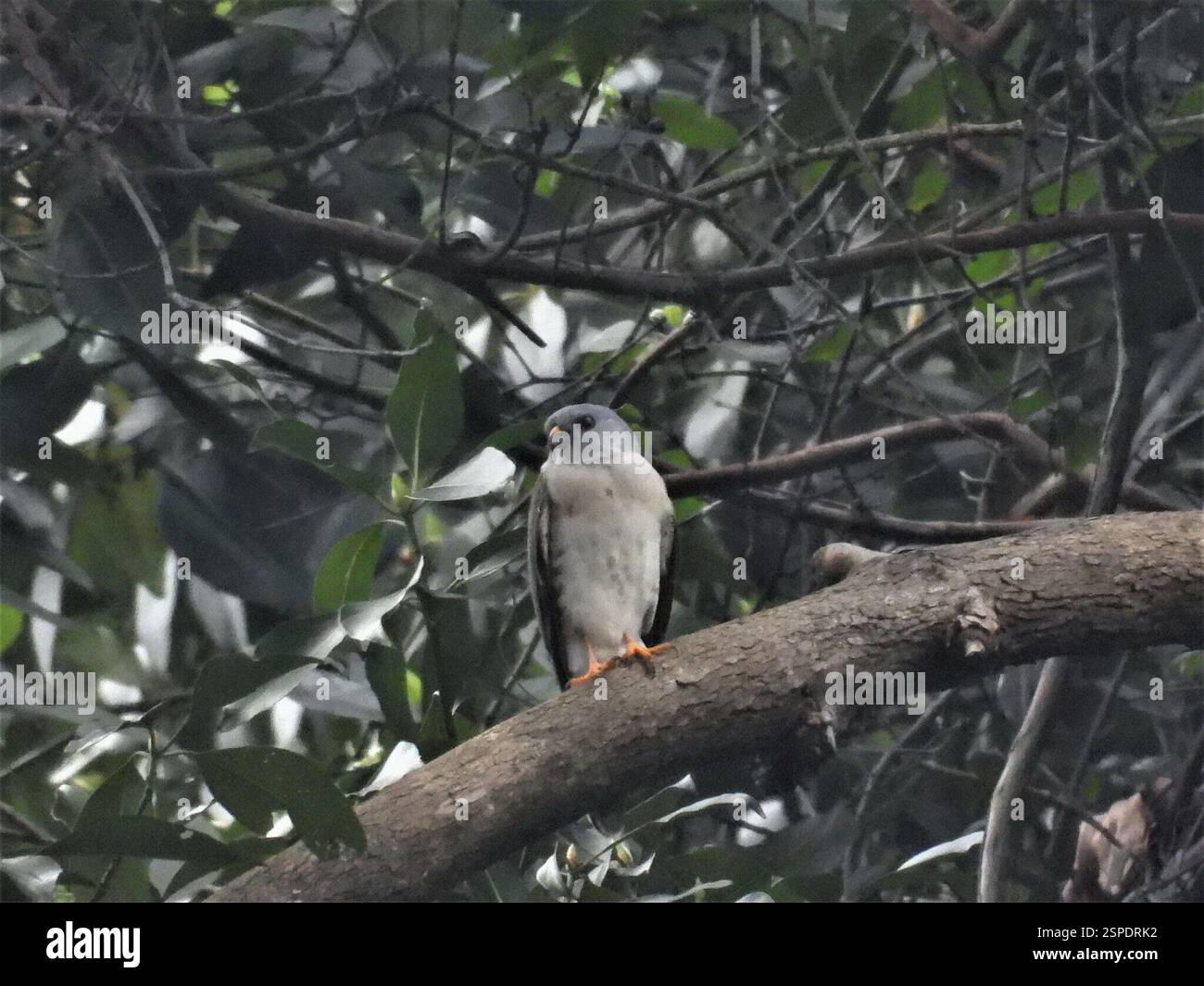 Chinese Sparrowhawk (Tachyspiza soloensis), Aves, Lung Fu Shan, Hong ...