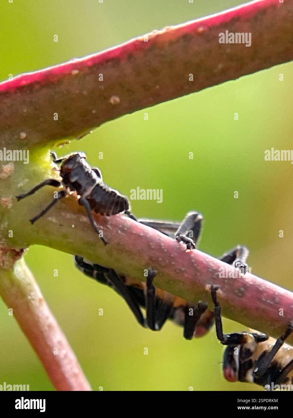 (Eurymeloides pulchra), Insecta, Melbourne VIC, Australia Stock Photo ...