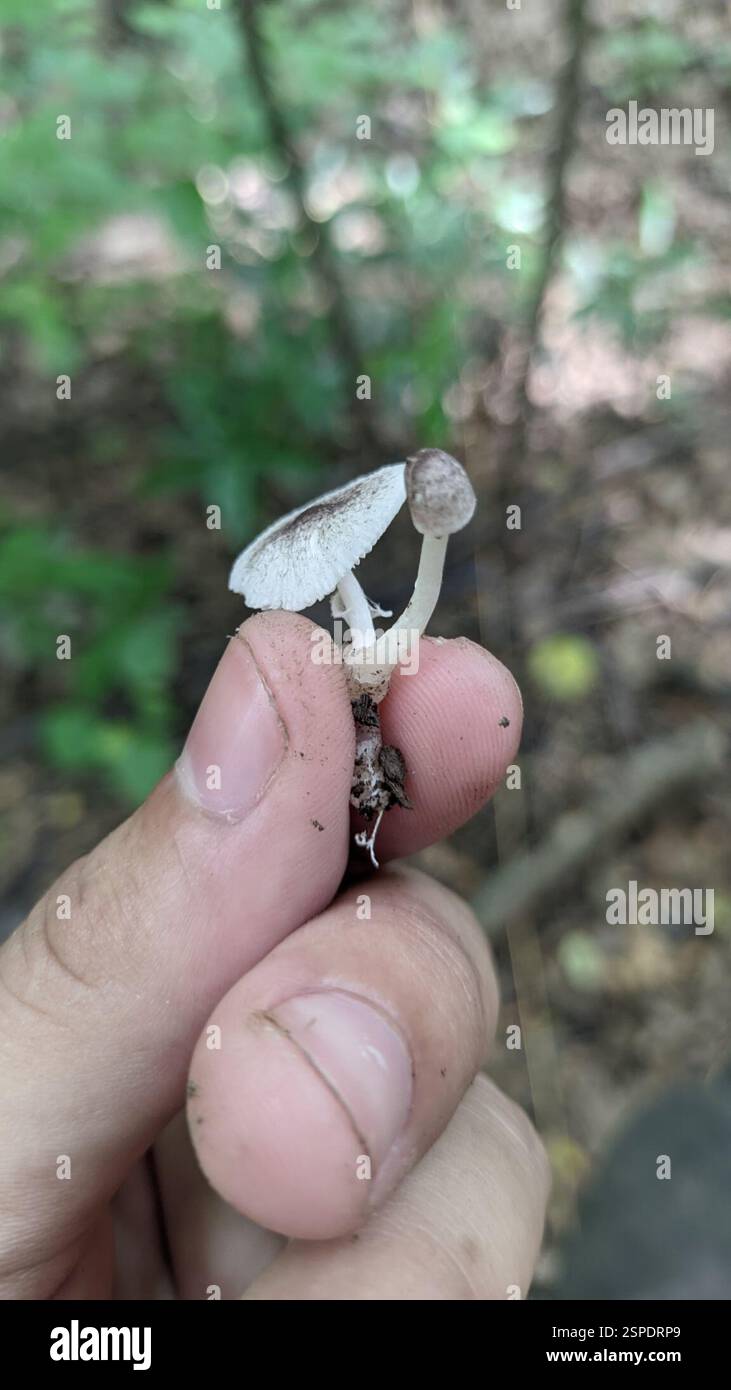 Skullcap Dapperling (Leucocoprinus brebissonii), Fungi, La Paz, Cesar ...