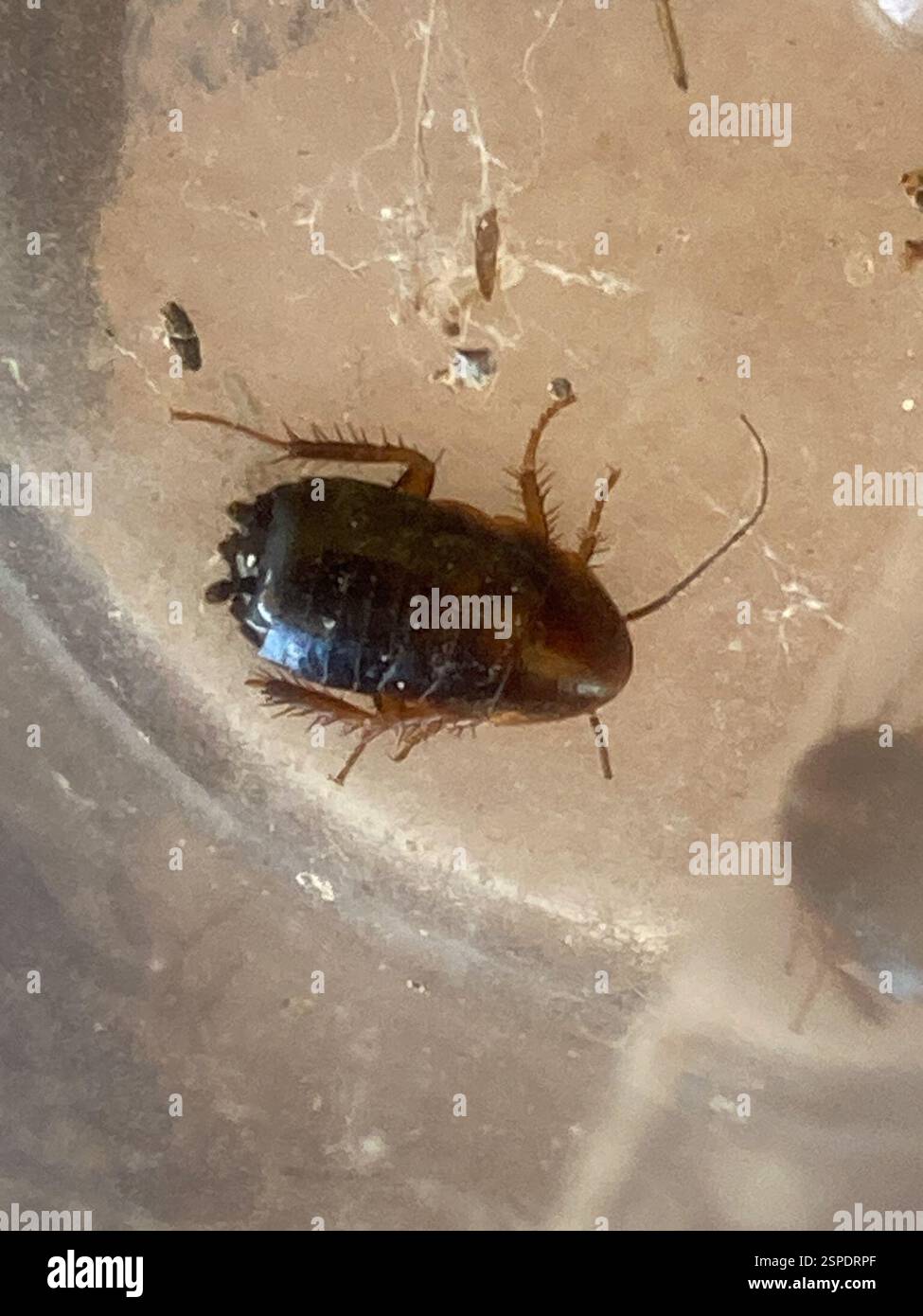 North American Wood Cockroaches (Parcoblatta), Insecta, Cheyenne Dr ...