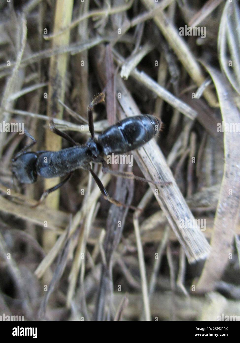 African stink ant (Paltothyreus tarsatus), Insecta, Katima Mulilo ...