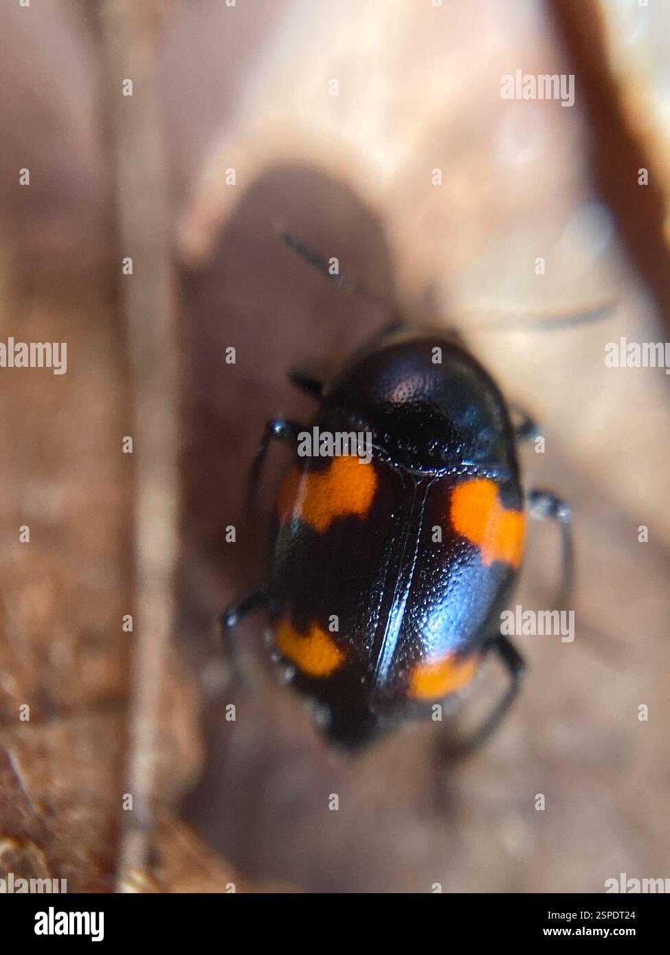 Orange-spotted Scaphidium (Scaphidium quadrimaculatum), Insecta ...