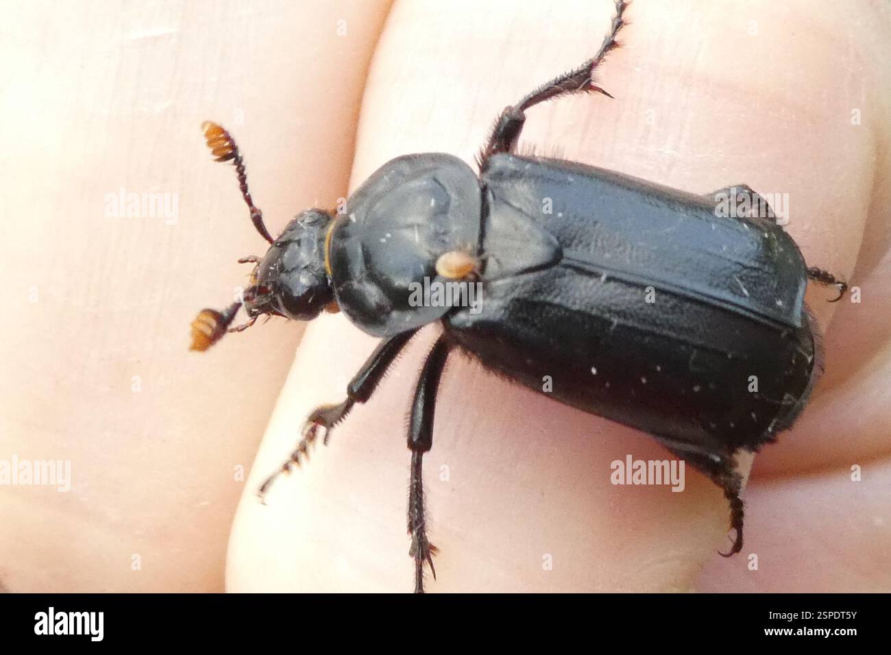 Black Burying Beetle (Nicrophorus humator), Insecta, South Heale ...
