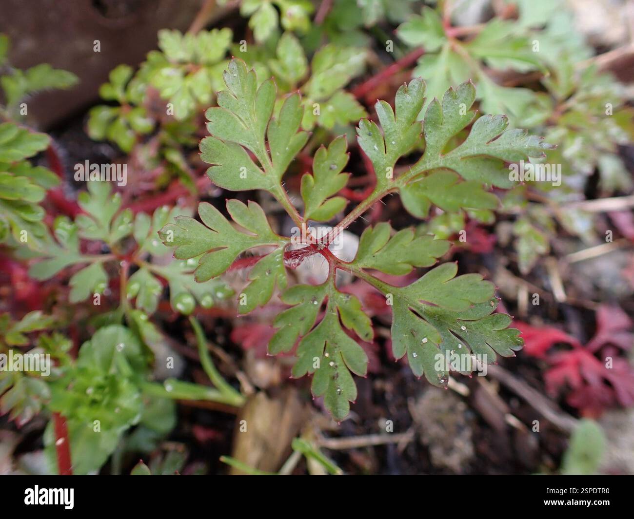 Herb Robert (Geranium robertianum), Plantae, West Side, Vancouver, BC ...