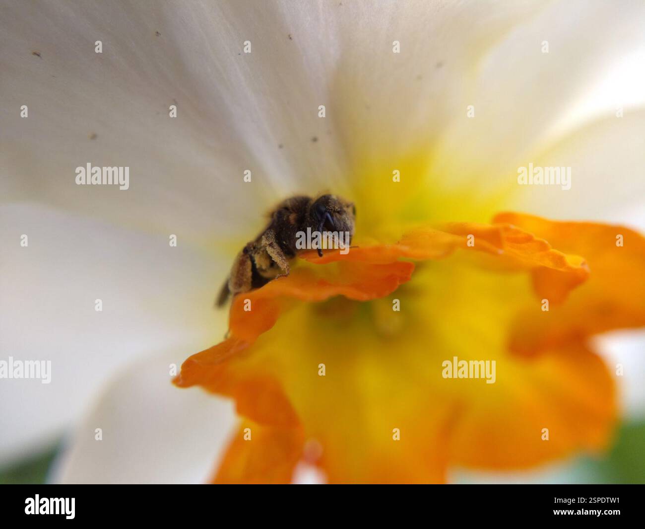 Bees (Anthophila), Insecta, Toronto, ON M6K 3C3, Canada Stock Photo - Alamy