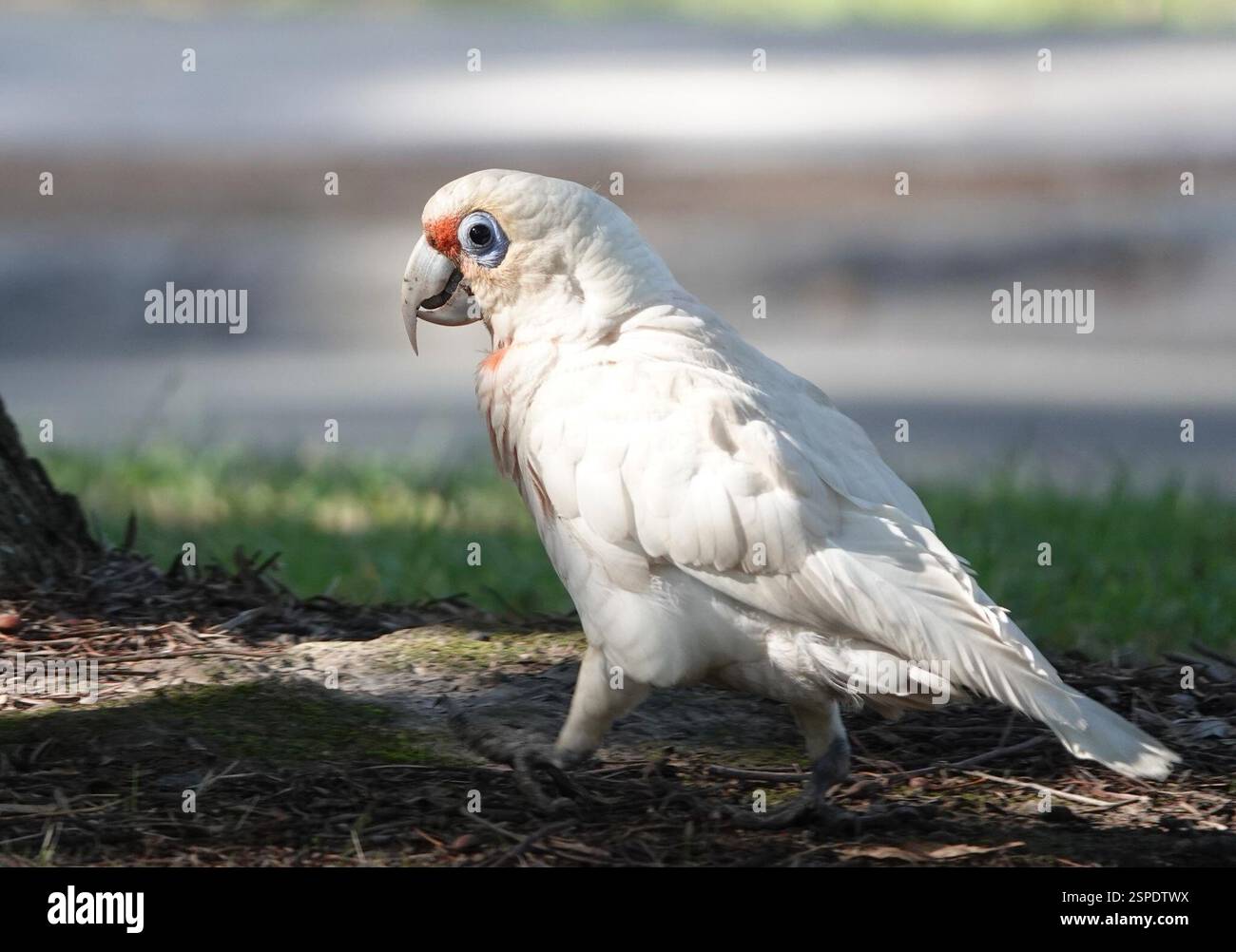 Long-billed Corella (Cacatua tenuirostris), Aves, Jubilee Park ...