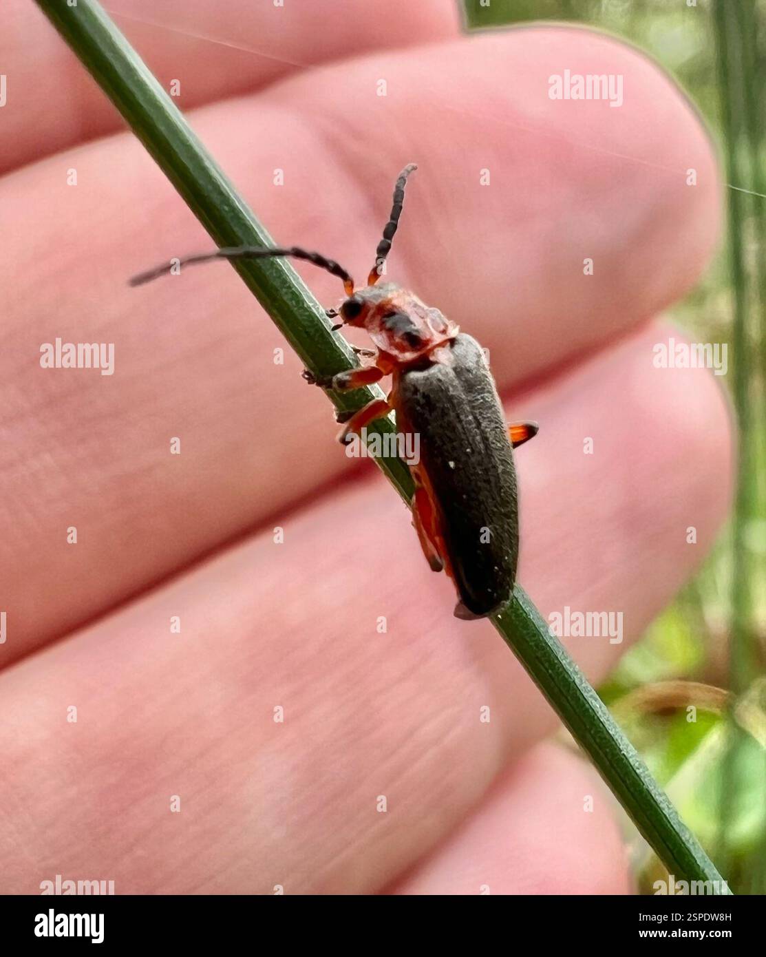 Two-lined Leatherwing (Atalantycha bilineata), Insecta, Stoneleigh: A ...
