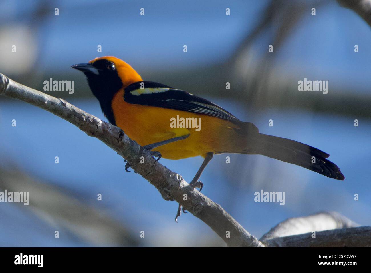 Yucatán Hooded Oriole (Icterus cucullatus igneus), Aves, Villa Rosella ...