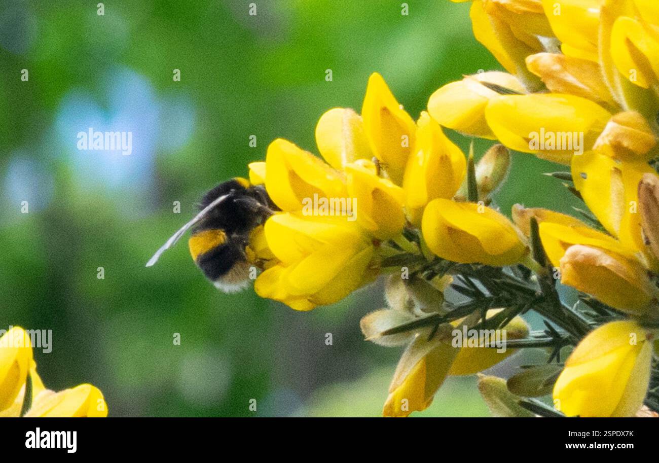 Buff-tailed Bumble Bee (Bombus terrestris), Insecta, London, UK Stock ...