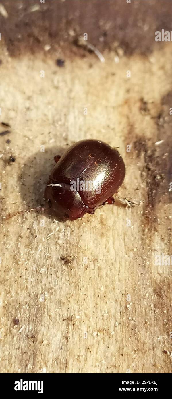 brown leaf beetle (Chrysolina staphylaea), Insecta, Карпинск ...