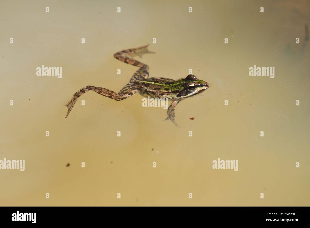 Water Frogs (Pelophylax), Amphibia, 03350 Le Brethon, France Stock ...