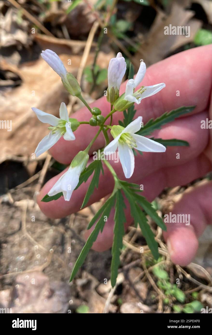 cut-leaved toothwort (Cardamine concatenata), Plantae, Wheaton Regional ...