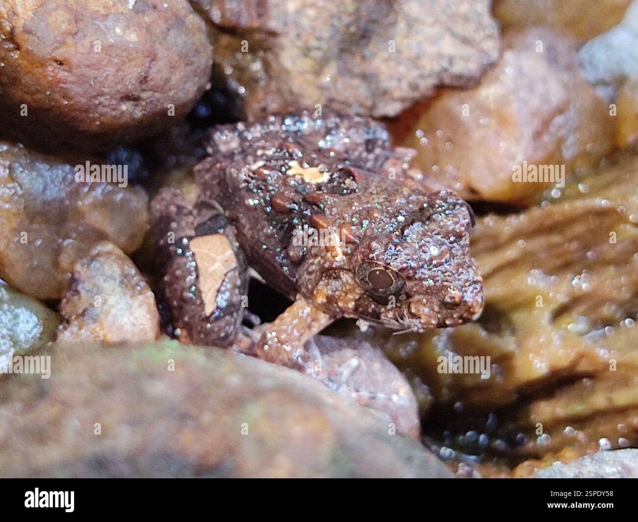 Kerala Warty Frog (Minervarya keralensis), Amphibia, Konni Stock Photo ...