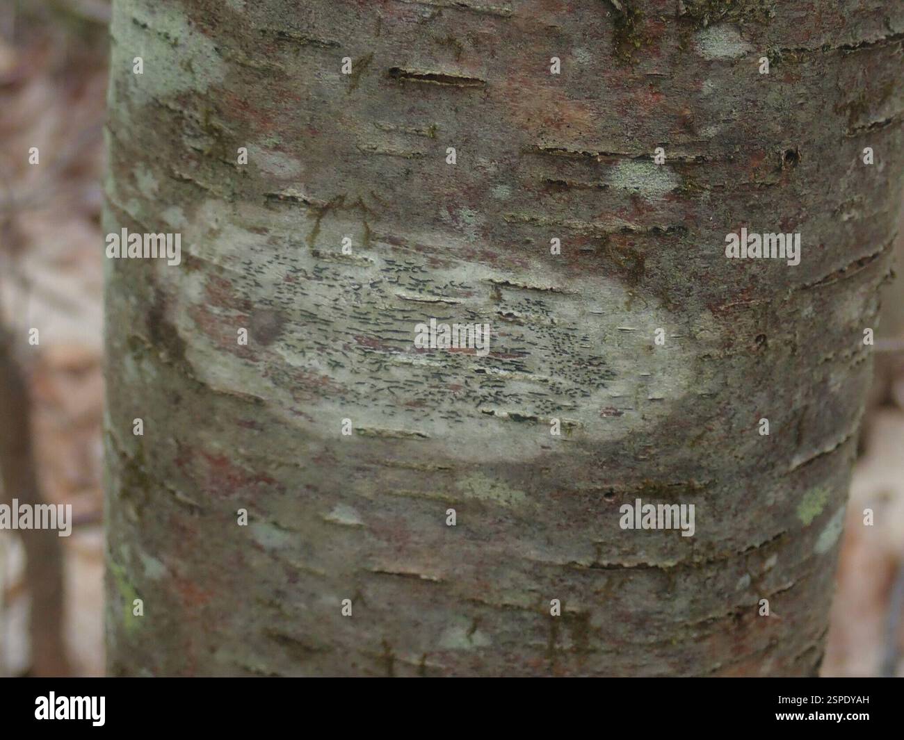 Common Script Lichen (Graphis scripta), Fungi, Franklin, Massachusetts ...