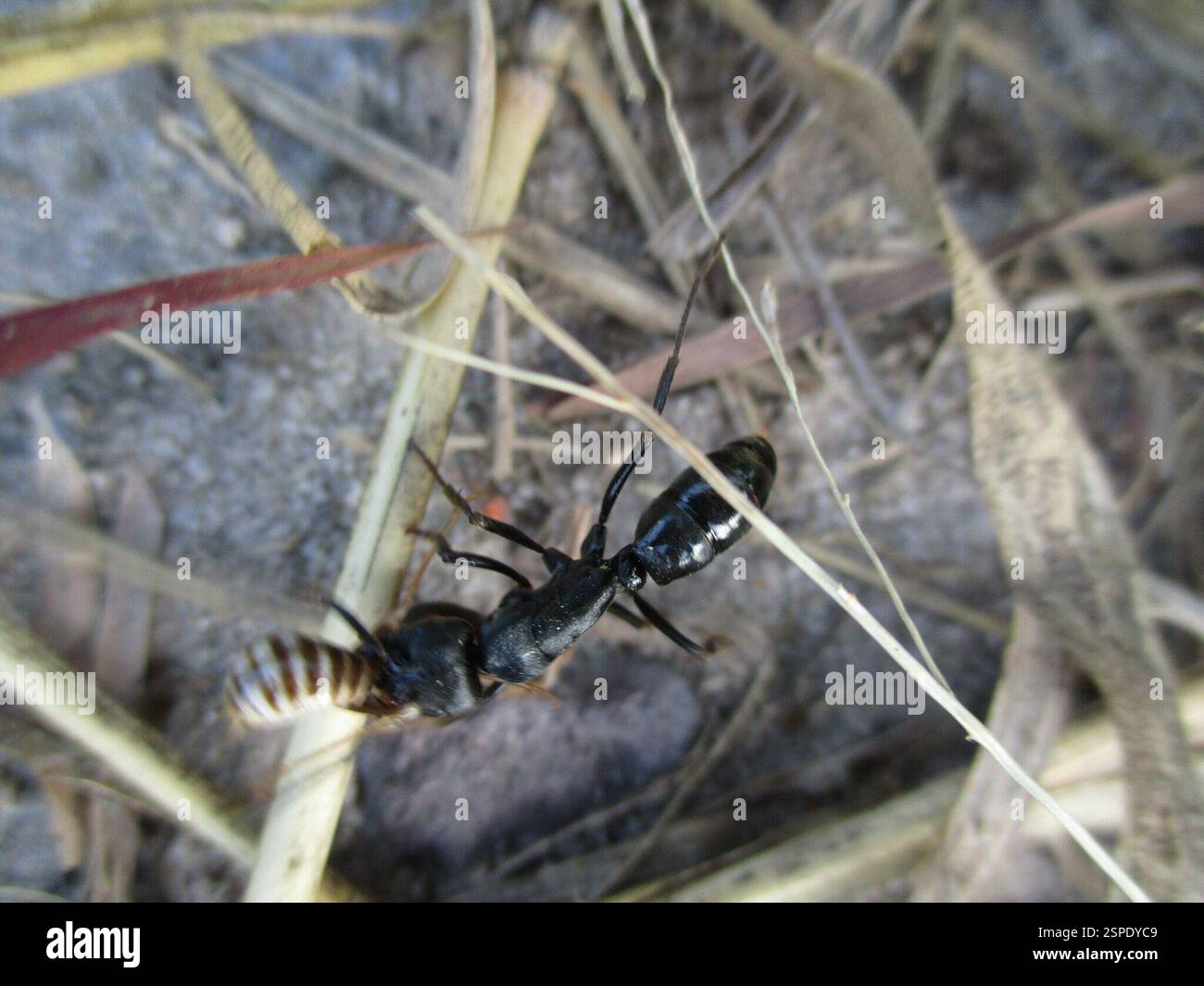 African stink ant (Paltothyreus tarsatus), Insecta, Katima Mulilo ...