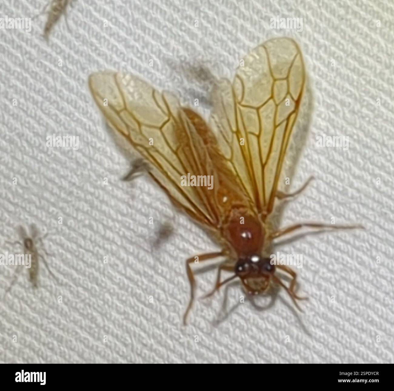 Labidus Army Ants (Labidus), Insecta, Burnet, TX 78611, USA Stock Photo ...