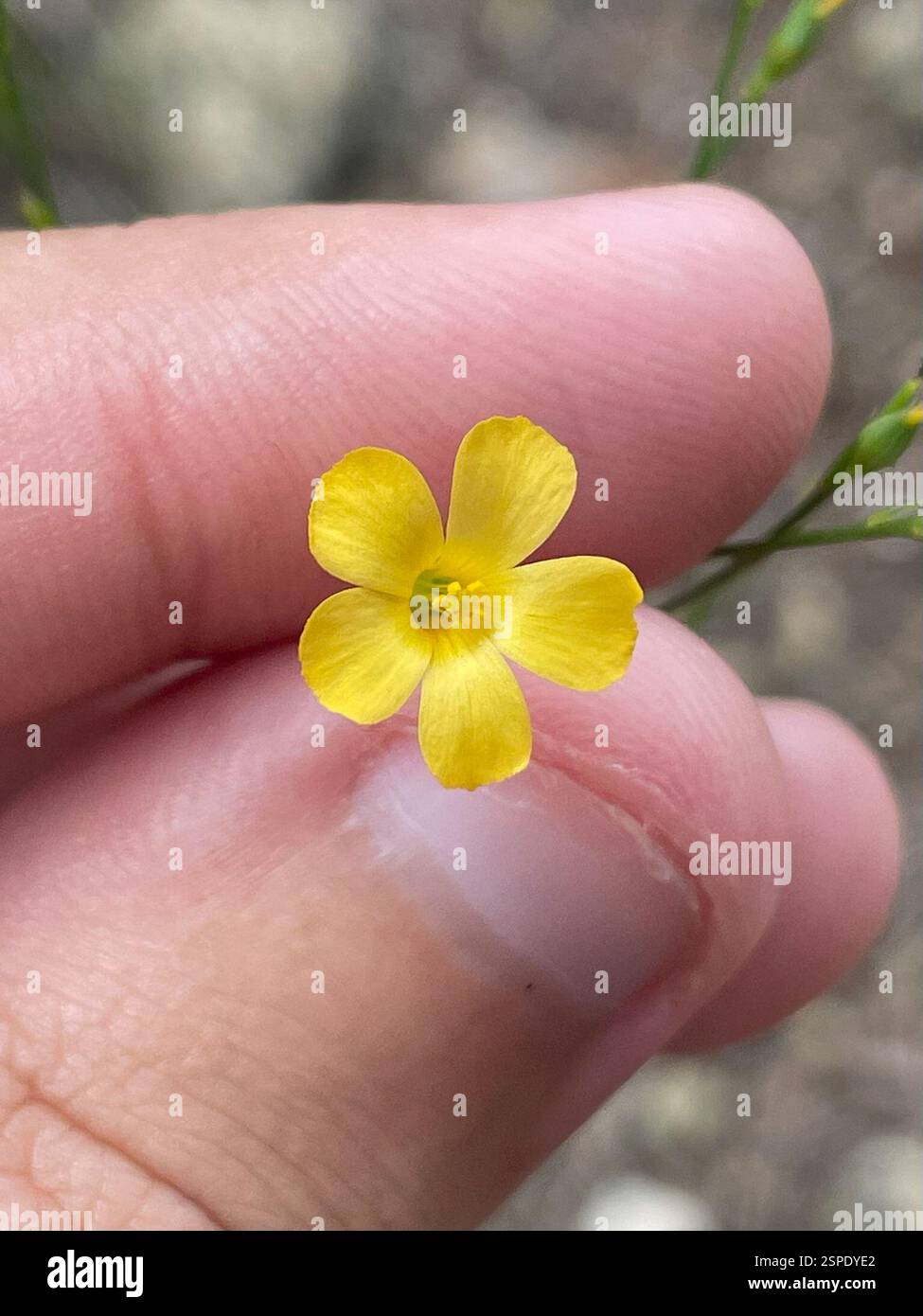 Rock Flax (Linum rupestre), Plantae, Friedrich Wilderness Park, San ...