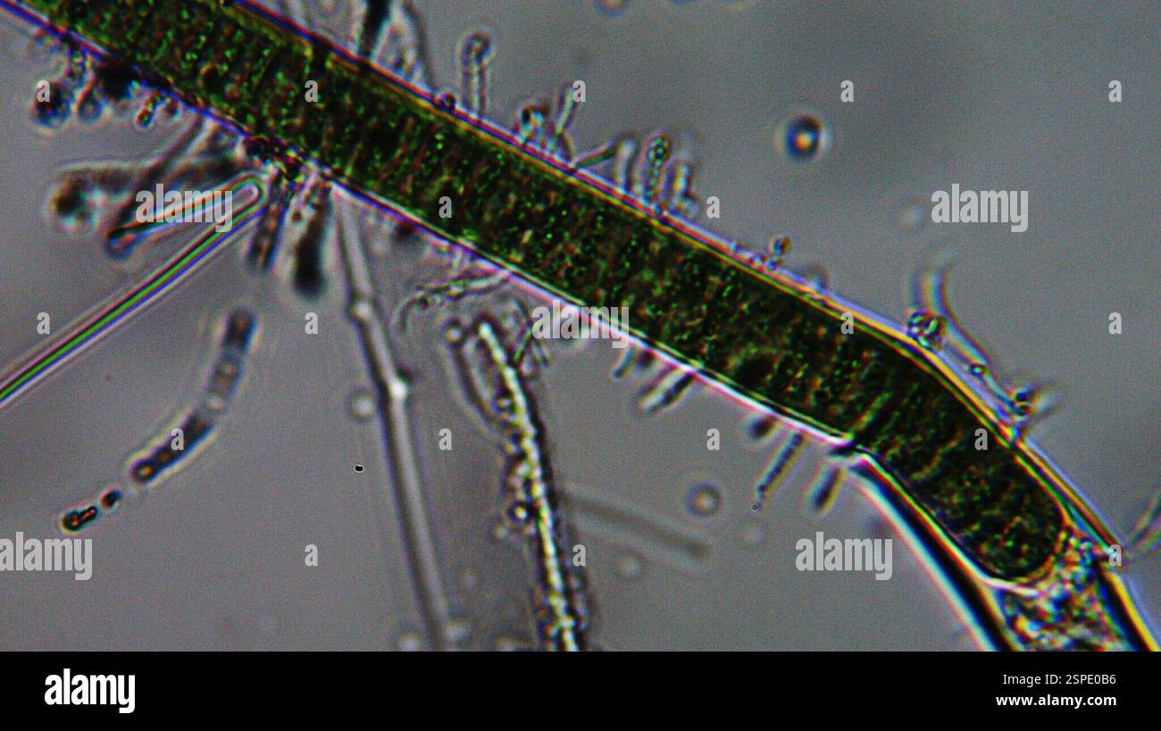 (Oscillatoriales), , George Town, Cayman Islands, Magnification of ...