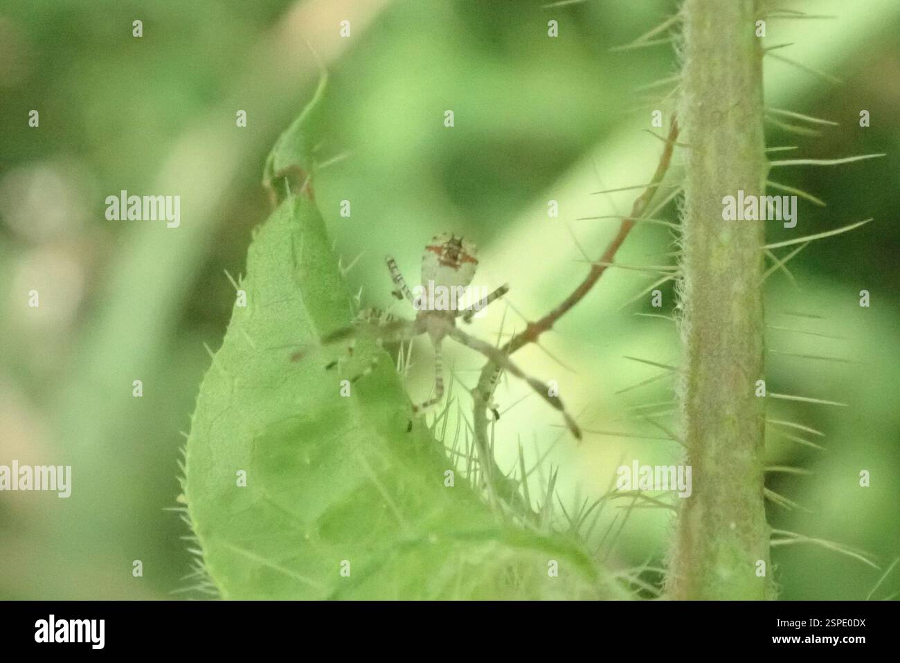 Leaf-footed Bugs (Coreidae), Insecta, Noord, Paramaribo, Suriname Stock ...
