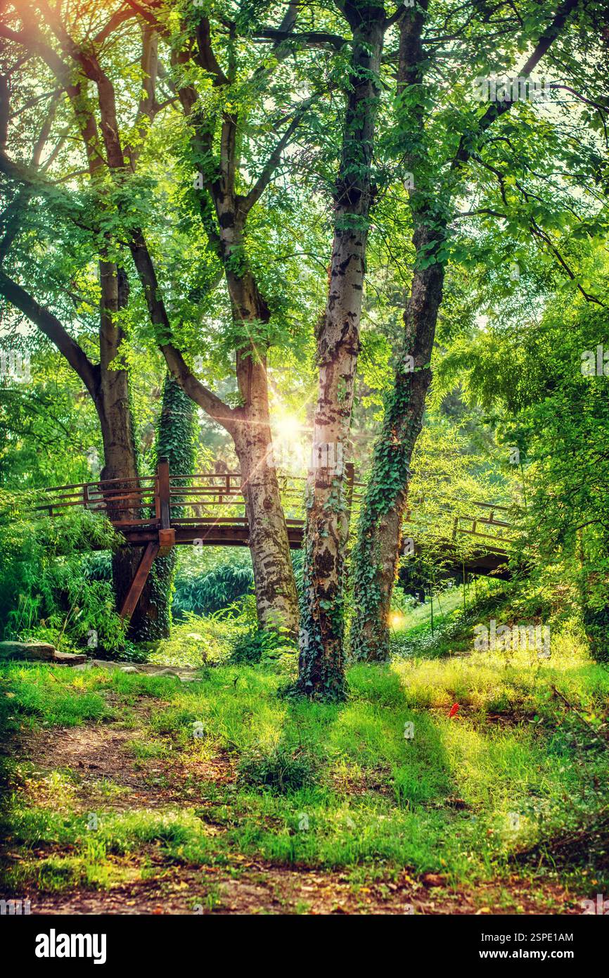 Sun beams over the wooden bridge in the deep trees in the forest in the ...