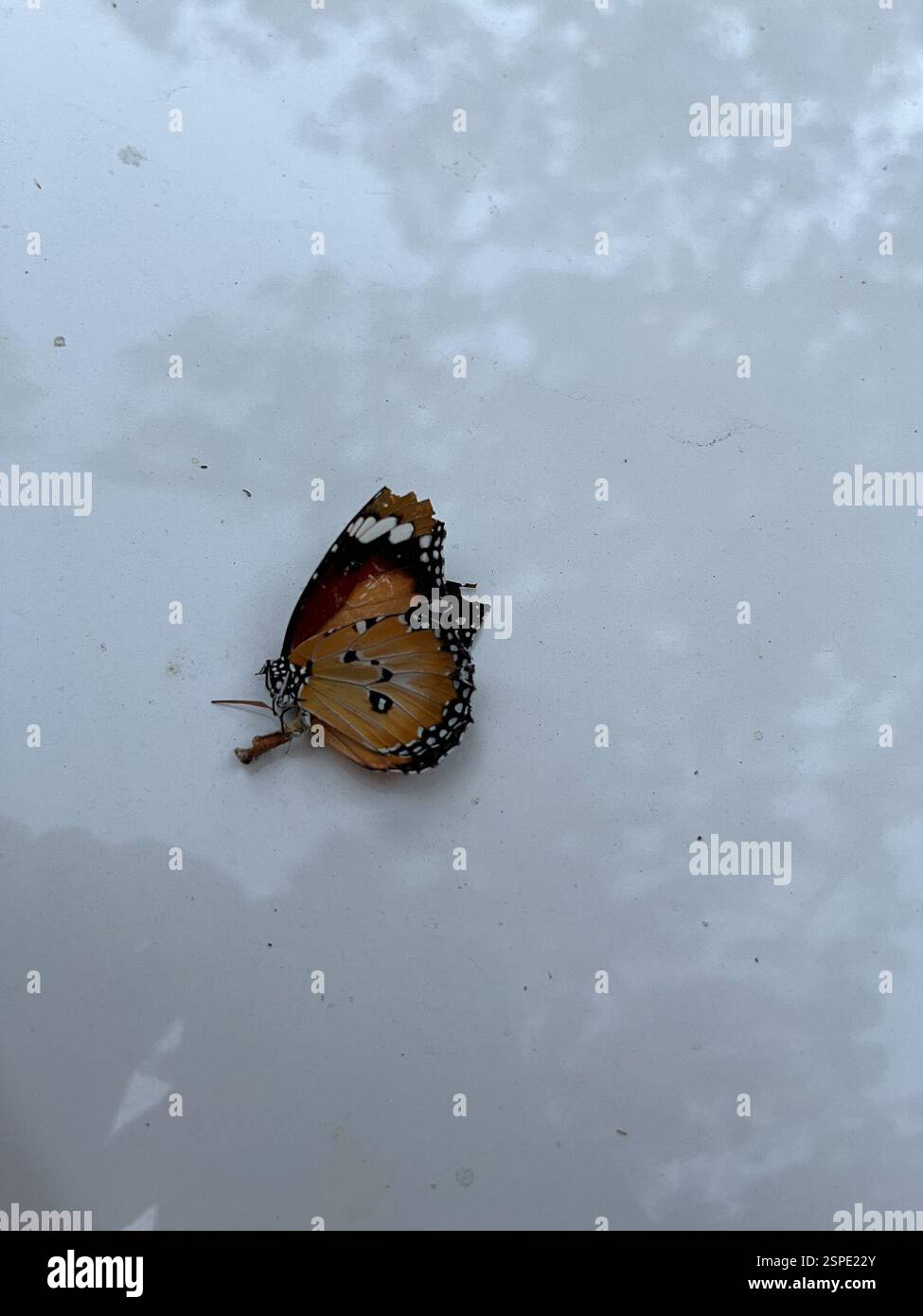 Lesser Wanderer (Danaus petilia), Insecta, Boyne Valley, QLD, AU Stock ...