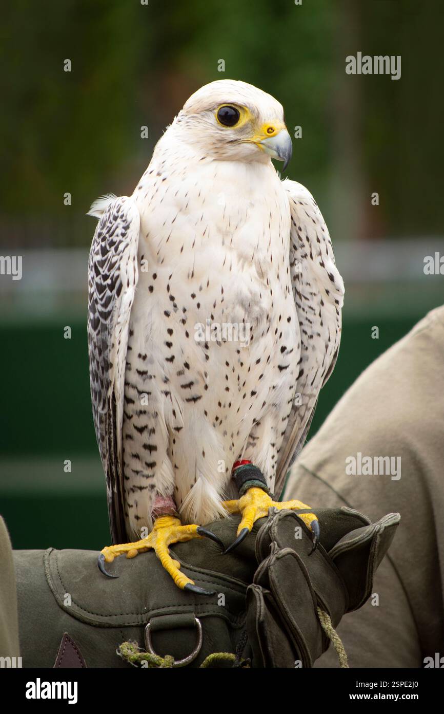Gyrfalcon standing on arm, falconry presentation Stock Photo - Alamy