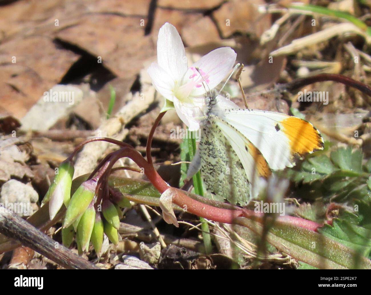 Falcate Orangetip (Anthocharis midea), Insecta, Rockwoods Reservation ...