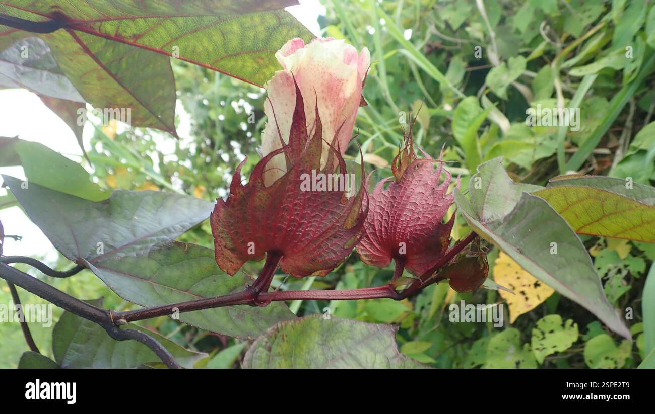 plants (Plantae), Plantae, Noord, Paramaribo, Suriname Stock Photo - Alamy