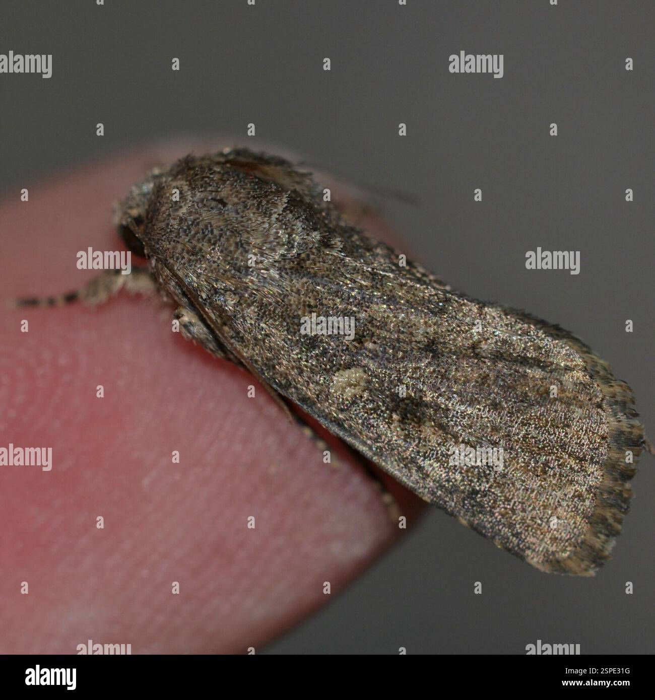 Beet Armyworm Moth (Spodoptera exigua), Insecta, Hawaii County, US-HI ...