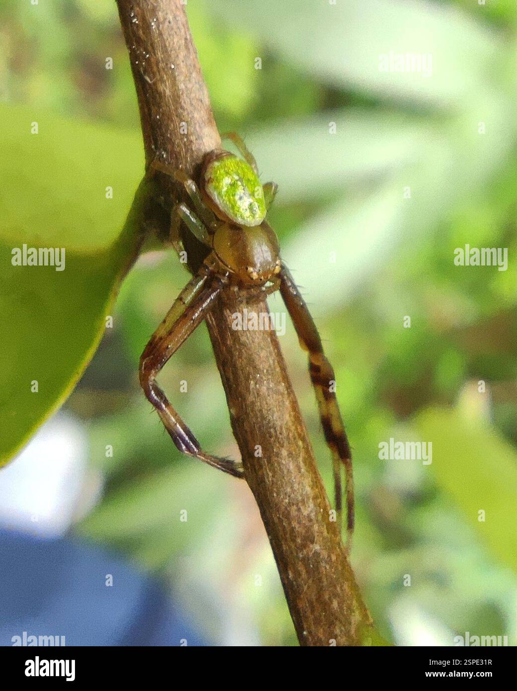 Triangle Crab Spider (Ebrechtella tricuspidata), Arachnida, 中国浙江省杭州市余杭区 ...