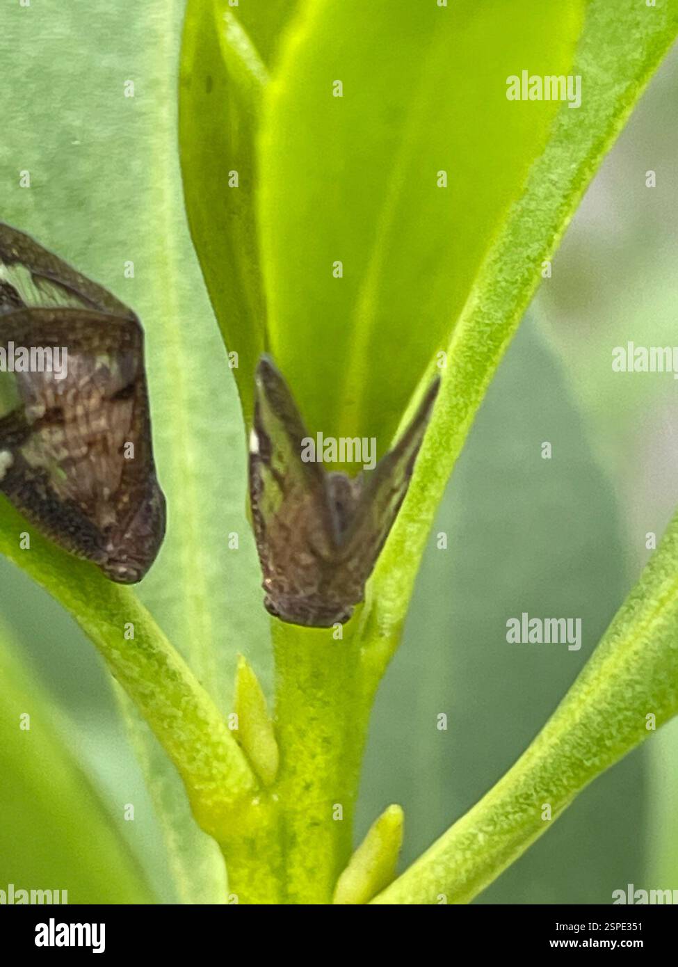 Passionvine hopper (Scolypopa australis), Insecta, Monash University ...