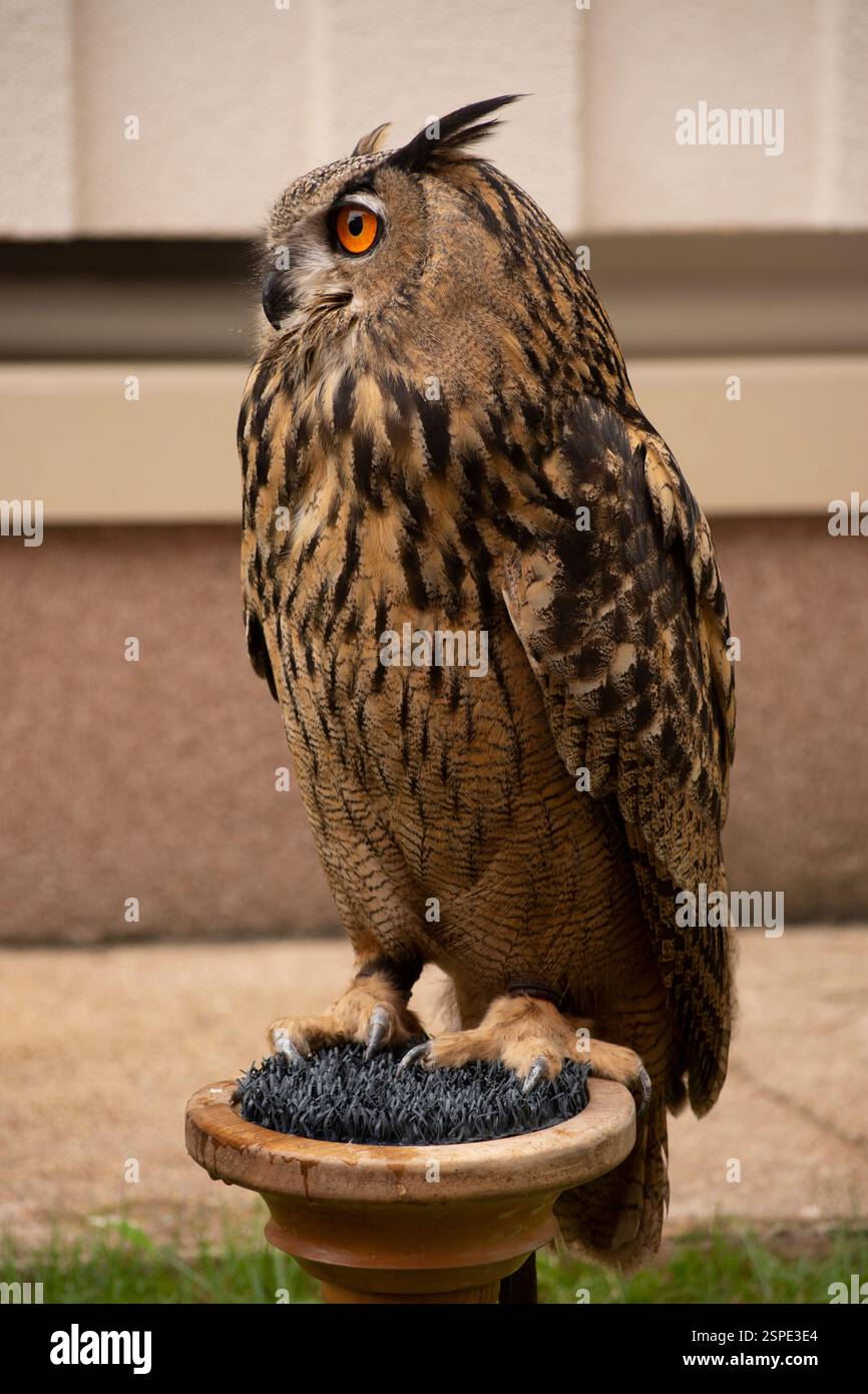 Large eared Eurasian eagle owl Stock Photo - Alamy