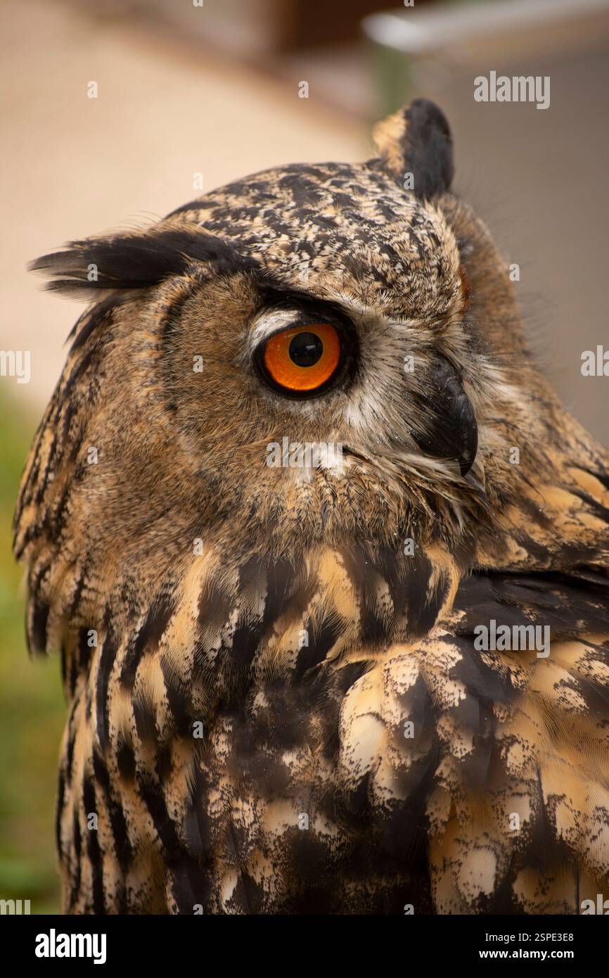 Portrait of an eared Eurasian eagle-owl turning its head Stock Photo ...