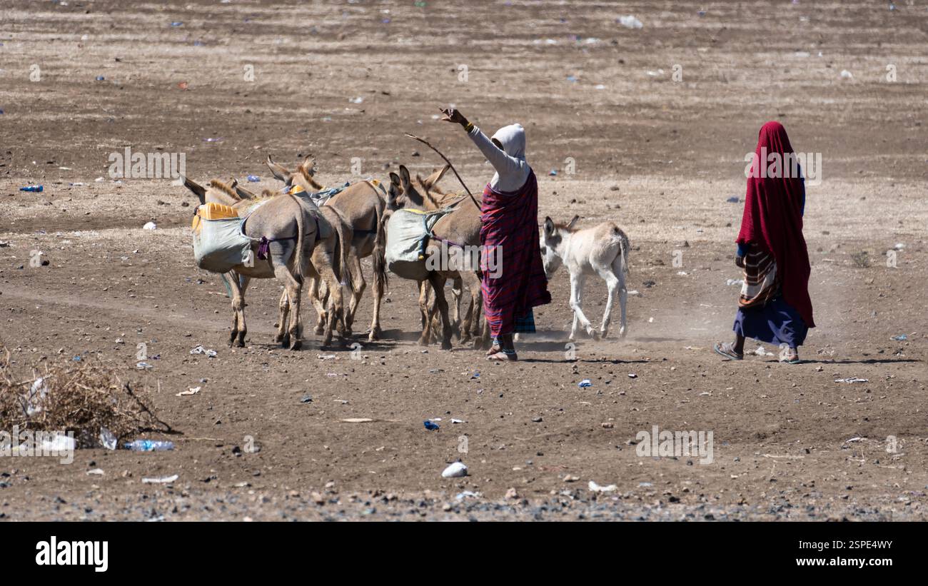 Daily Life in Arid Regions Herding Donkeys in the Wilderness of ...
