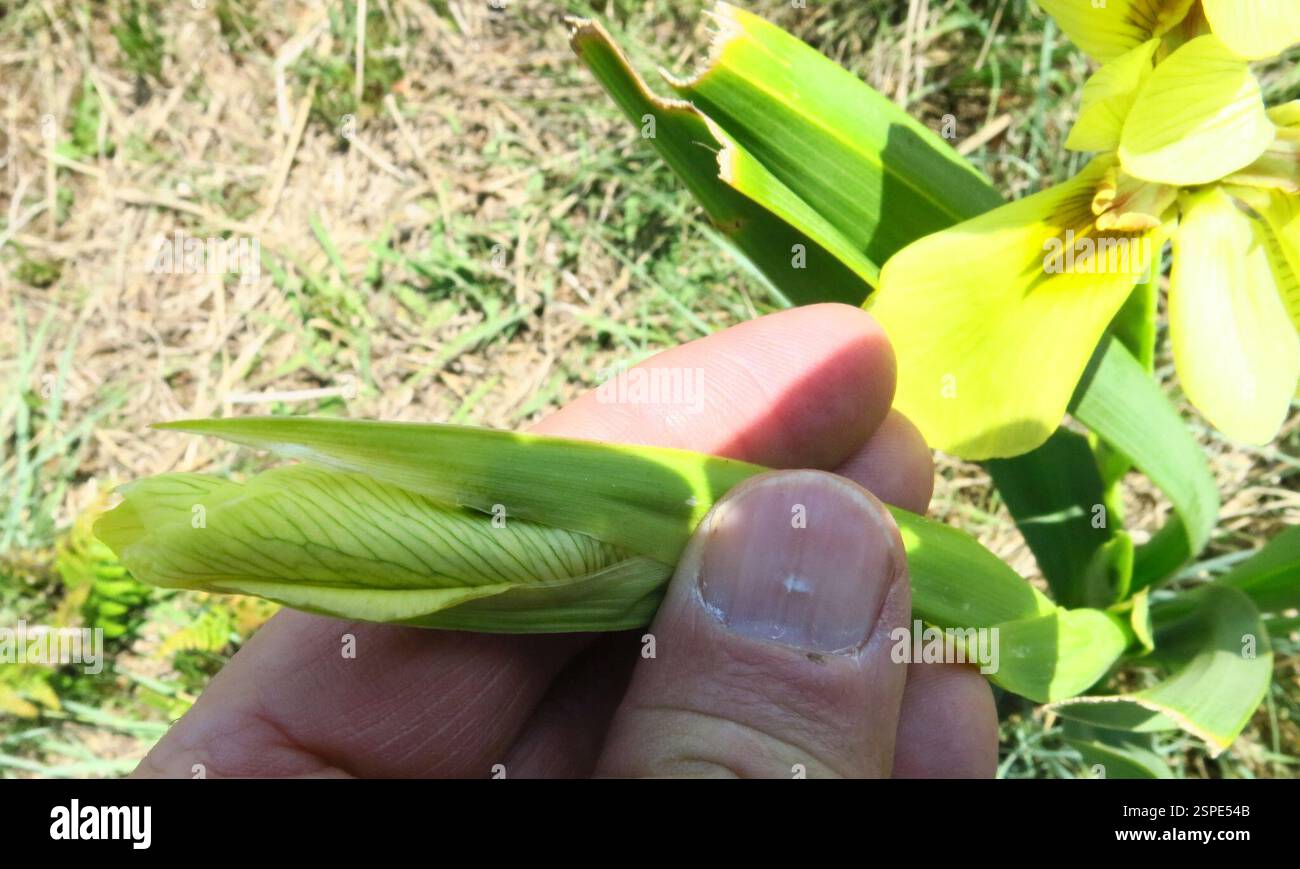 Large Yellow Moraea (Moraea spathulata), Plantae, uMgungundlovu ...