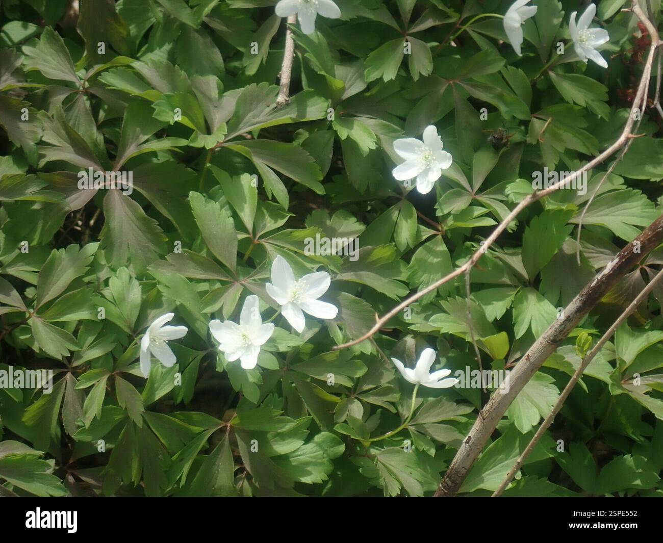 wood anemone (Anemonoides quinquefolia), Plantae, Hadley, MA, USA Stock ...