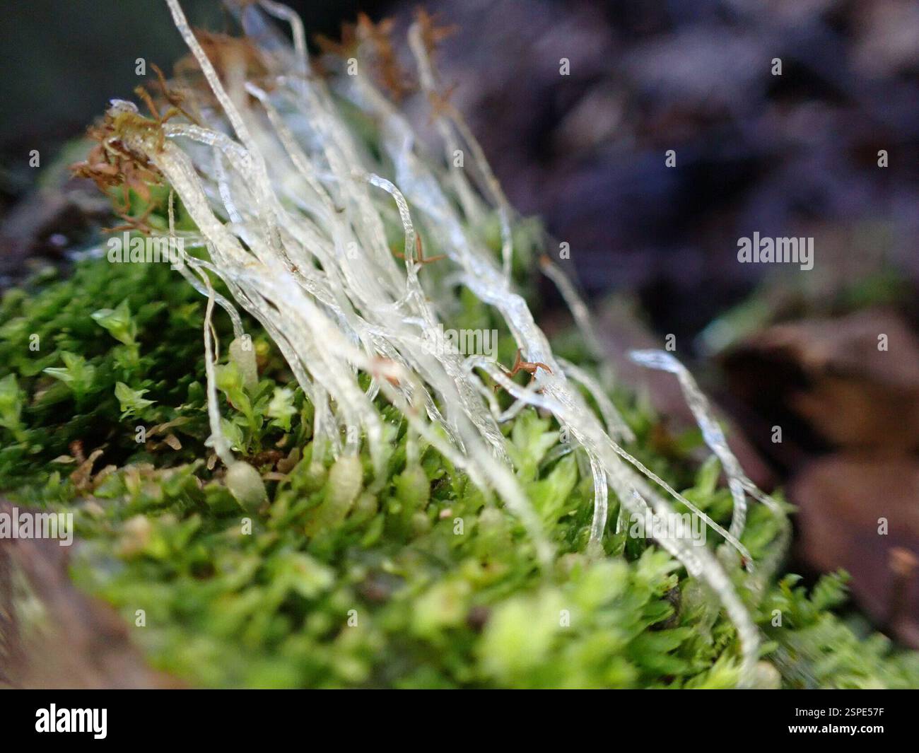 Bog Germanderwort (Riccardia latifrons), Plantae, Greater Vancouver ...