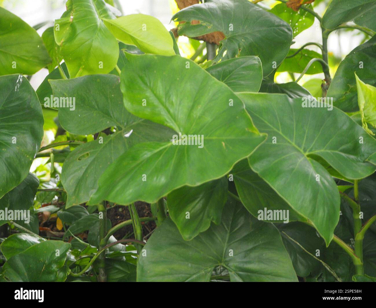 yautia madera (Montrichardia arborescens), Plantae, Meerzorg, Suriname ...