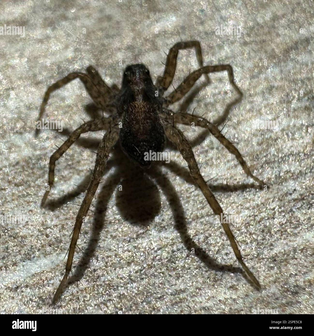 Thin-legged Wolf Spiders (Pardosa), Arachnida, Stony Brook I & II ...
