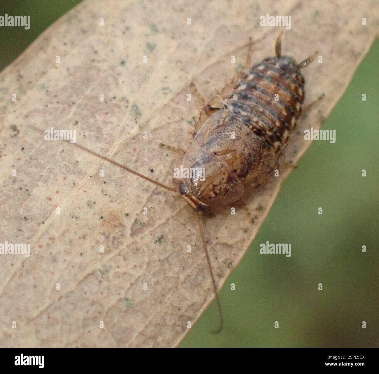 Cockroach underside hi-res stock photography and images - Alamy