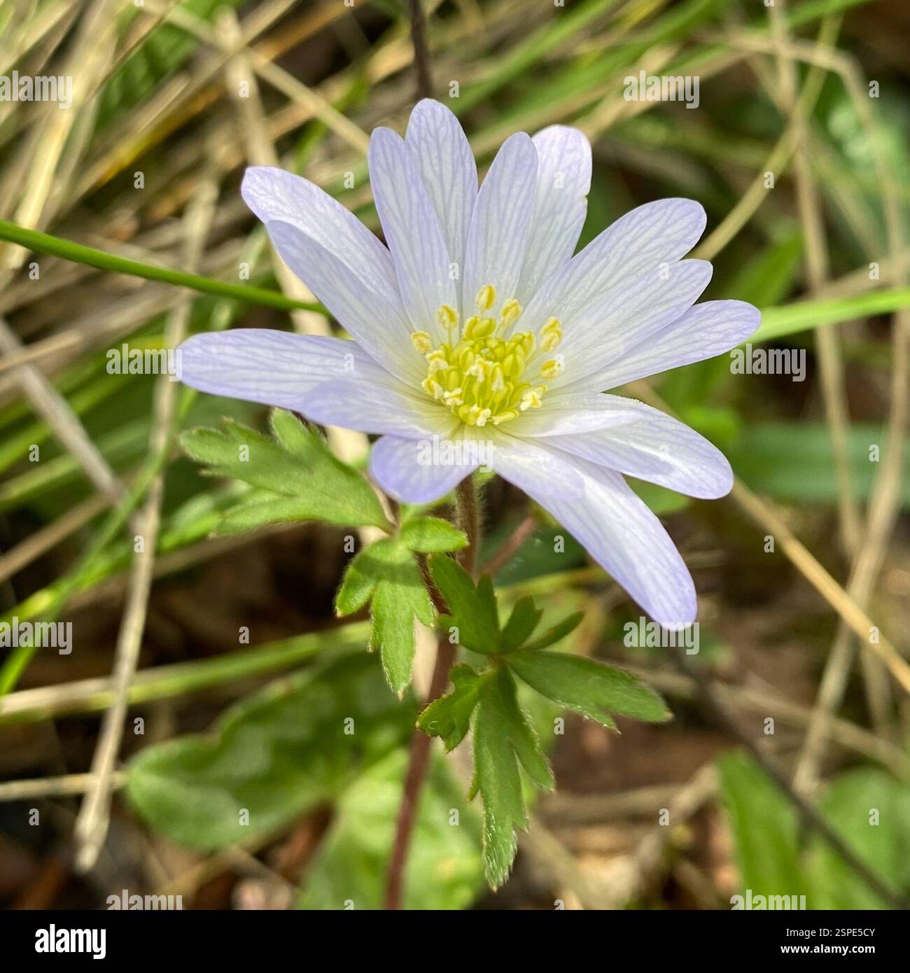 Greek Anemone (Anemonoides blanda), Plantae, Kozarsko, Pazardzhik, BG ...