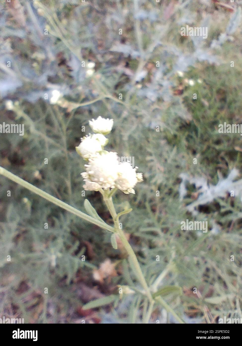 Santa Maria feverfew (Parthenium hysterophorus), Plantae, Camino de la ...