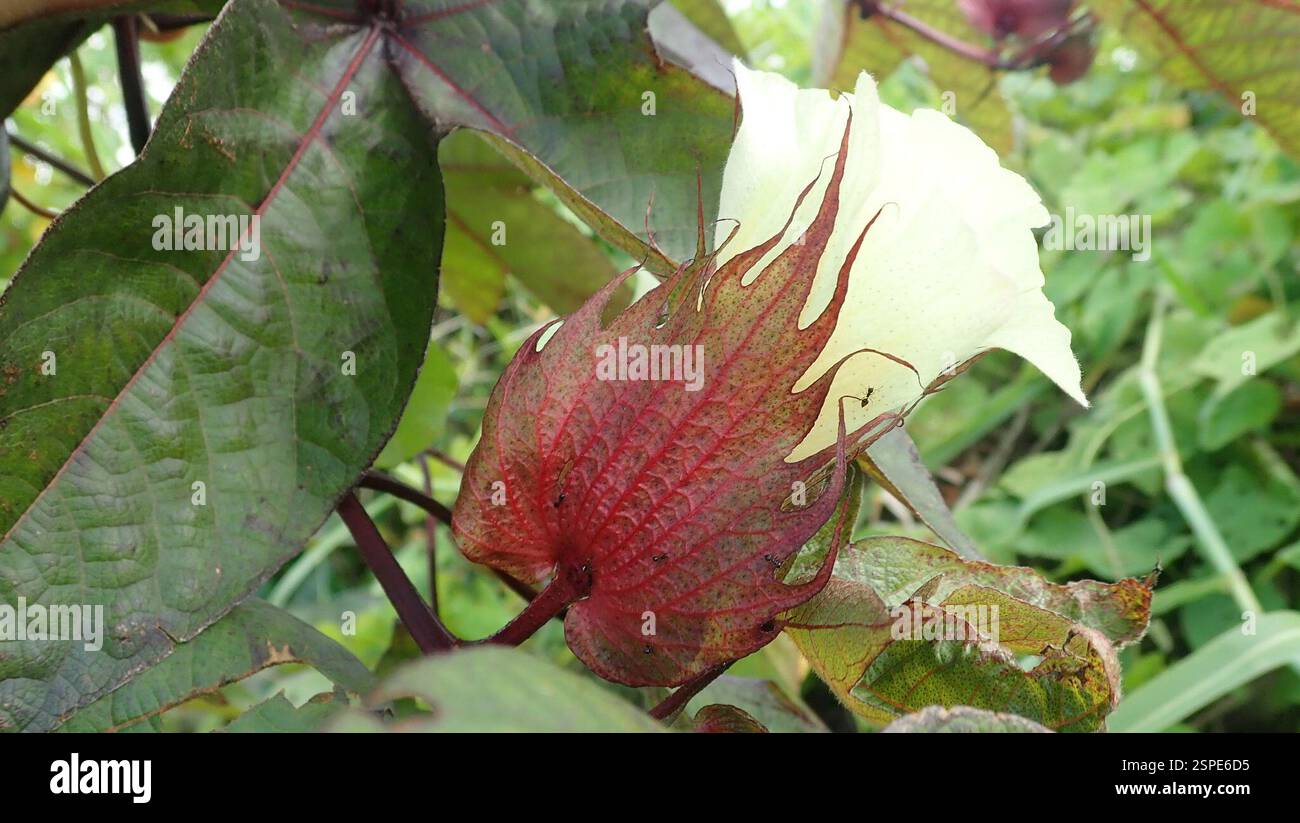 plants (Plantae), Plantae, Noord, Paramaribo, Suriname Stock Photo - Alamy